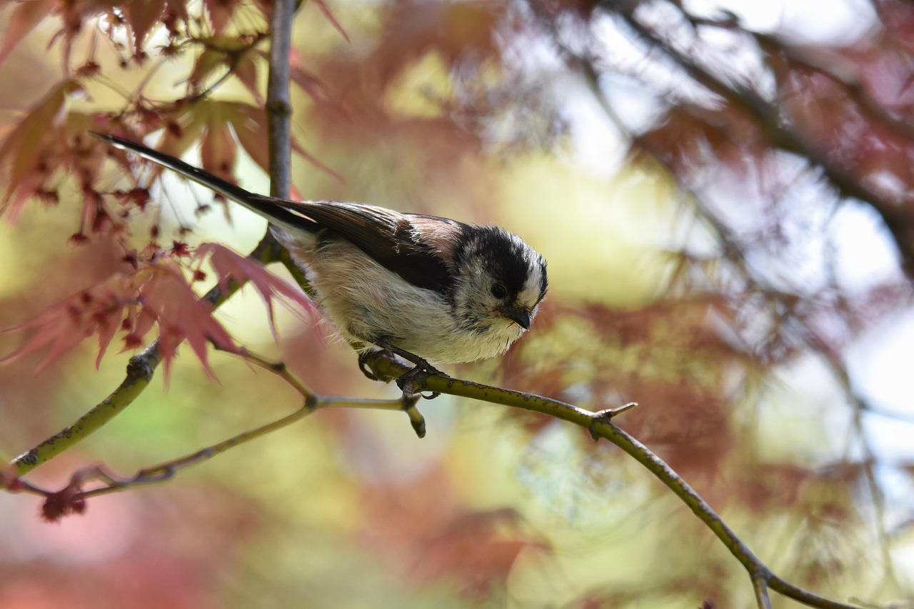 Your Cosmic Guide To Self-Discovery » Unlocking Your Inner Star:... - Ecliptic Signs of the Zodiac